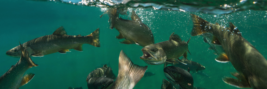 Animal Care Committee